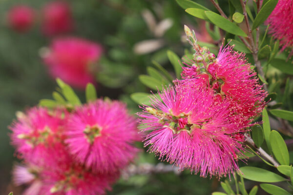Bottlebrush | Callistemon Fluro Burst TM spp ‘CNU19’ - Native Plant Project