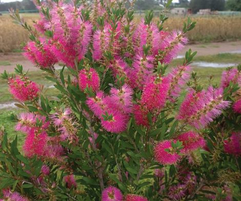 Bottlebrush | Callistemon Fluro Burst TM spp ‘CNU19’ - Native Plant Project