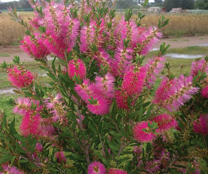 Bottlebrush | Callistemon Fluro Burst TM spp ‘CNU19’ - Native Plant Project