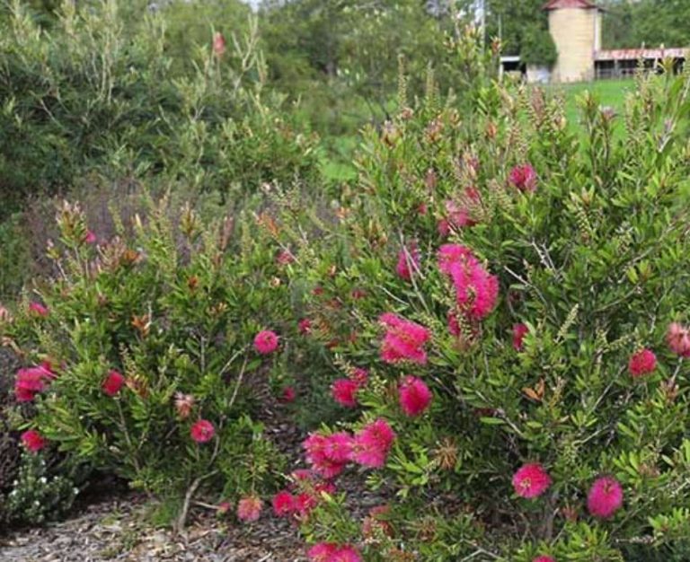 Bottlebrush | Callistemon Fluro Burst TM spp ‘CNU19’ - Native Plant Project