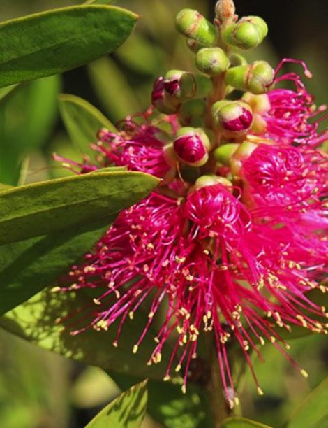 Bottlebrush | Callistemon Fluro Burst TM spp ‘CNU19’ - Native Plant Project