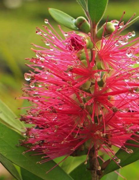 Bottlebrush | Callistemon Fluro Burst TM spp ‘CNU19’ - Native Plant Project