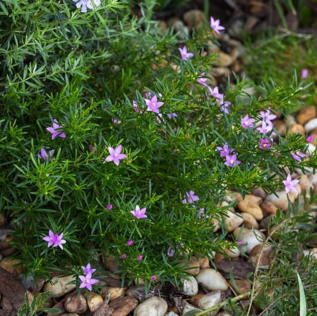 Waxflower | Crowea ‘Little Rock Star’ - Native Plant Project