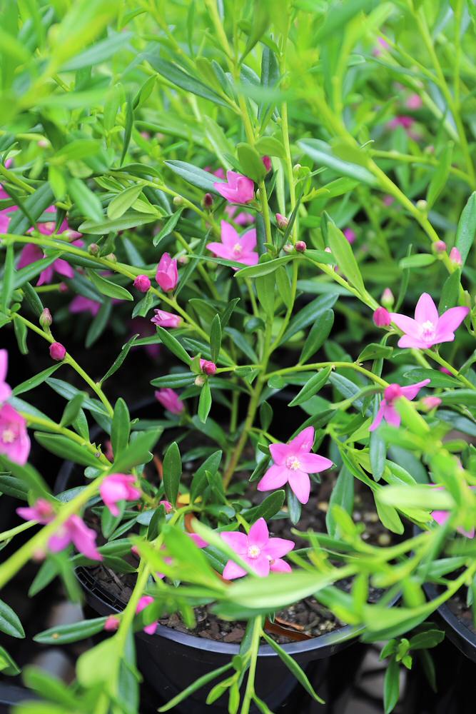 Waxflower | Crowea ‘Little Rock Star’ - Native Plant Project