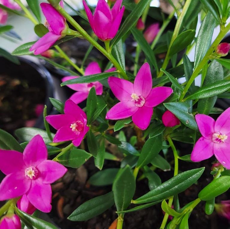 Waxflower | Crowea ‘Little Rock Star’ - Native Plant Project