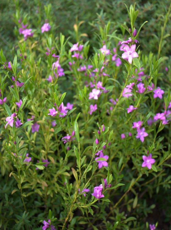 Waxflower | Crowea ‘Little Rock Star’ - Native Plant Project