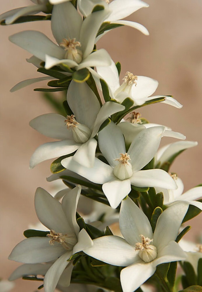 Waxflower | Crowea exalata ‘White Star’ - Native Plant Project