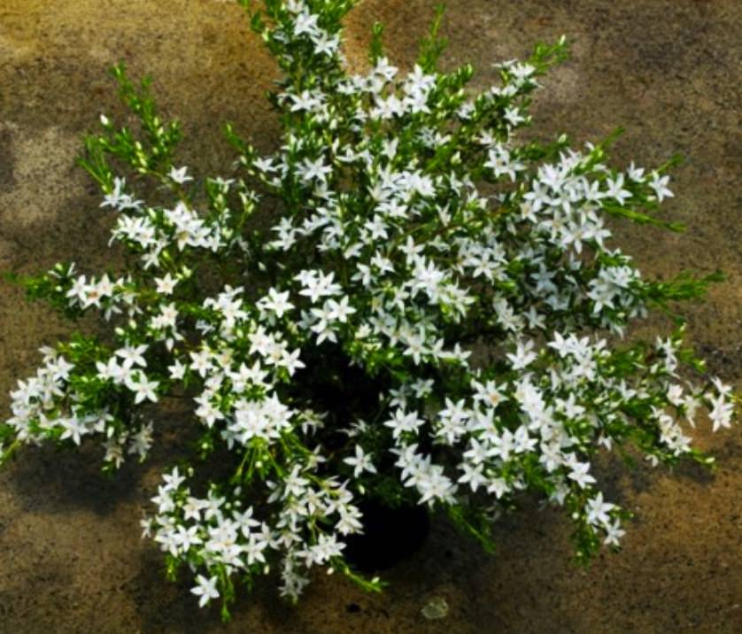 Waxflower | Crowea exalata ‘White Star’ - Native Plant Project