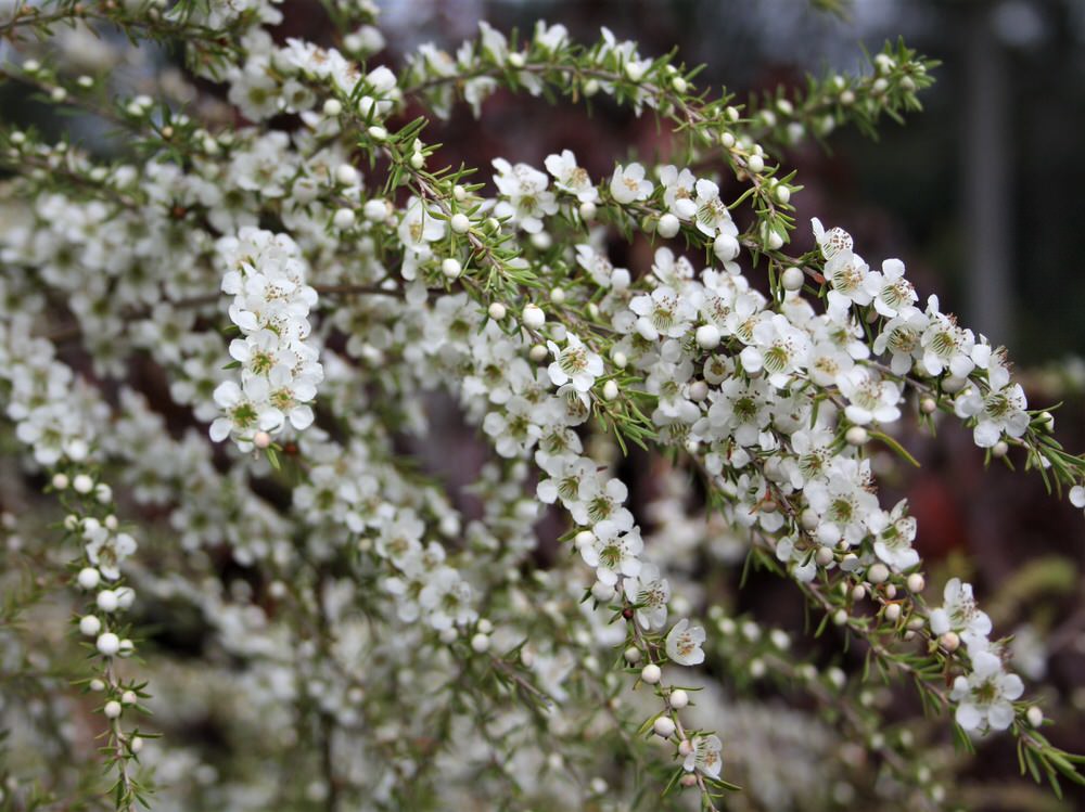 Tea Tree Flower Colour Australia
