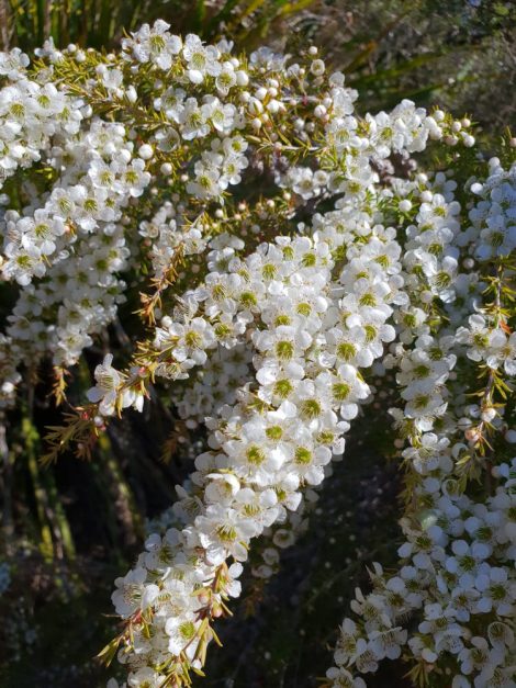 Tea Tree | Leptospermum flavescens ‘Cardwell’ - Native Plant Project
