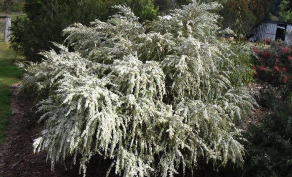 Tea Tree | Leptospermum flavescens ‘Cardwell’ - Native Plant Project