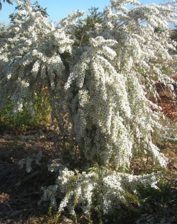 Tea Tree | Leptospermum flavescens ‘Cardwell’ - Native Plant Project