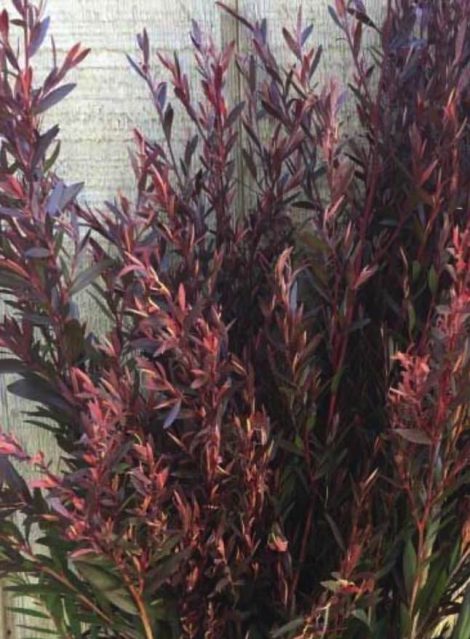 Tea Tree | Leptospermum polygalifolium ‘Copper Glow’ - Native Plant Project