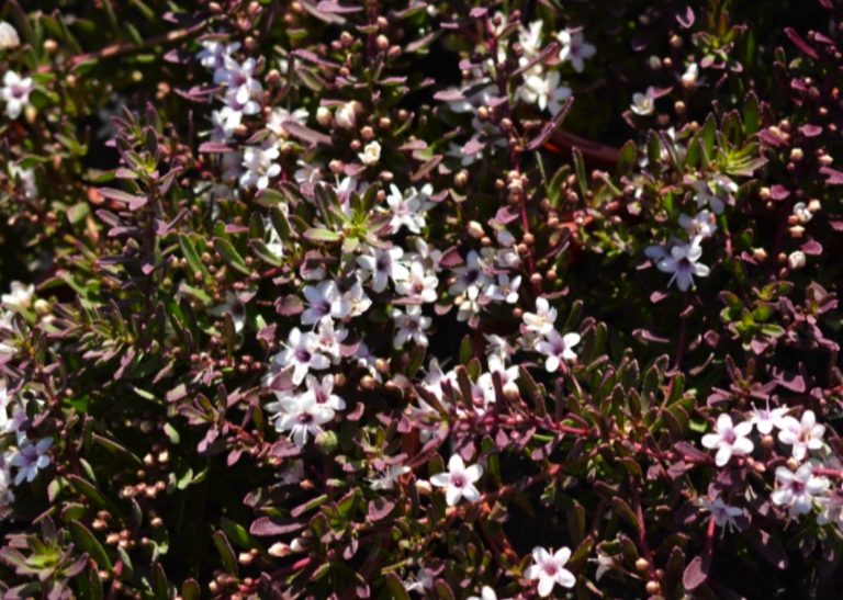 Purple leaf Creeping Boobialla | Myoporum parvifolium purpurea - Native ...