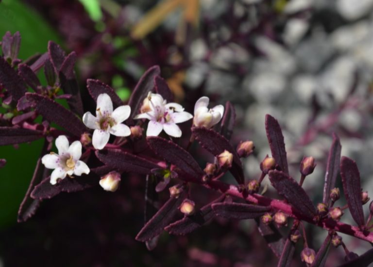 Purple leaf Creeping Boobialla | Myoporum parvifolium purpurea - Native ...