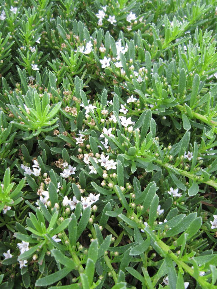 Creeping Boobialla | Myoporum parvifolium Yareena PBR ‘PAR01’ - Native ...