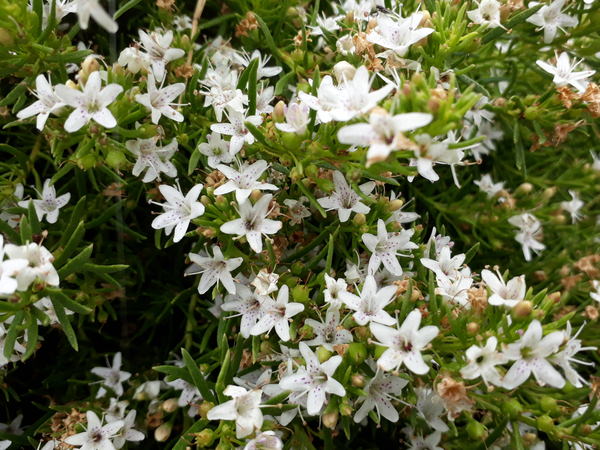 Creeping Boobialla | Myoporum parvifolium Yareena PBR ‘PAR01’ - Native ...