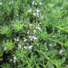 Creeping Boobialla | Myoporum parvifolium Yareena PBR ‘PAR01’ - Native ...