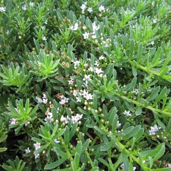 Creeping Boobialla | Myoporum parvifolium Yareena PBR ‘PAR01’ - Native ...