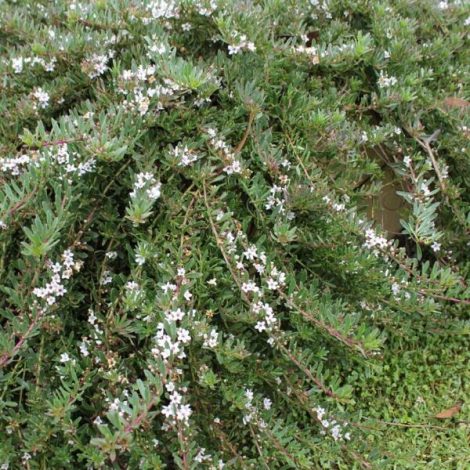 Creeping Boobialla | Myoporum parvifolium Yareena PBR ‘PAR01’ - Native ...