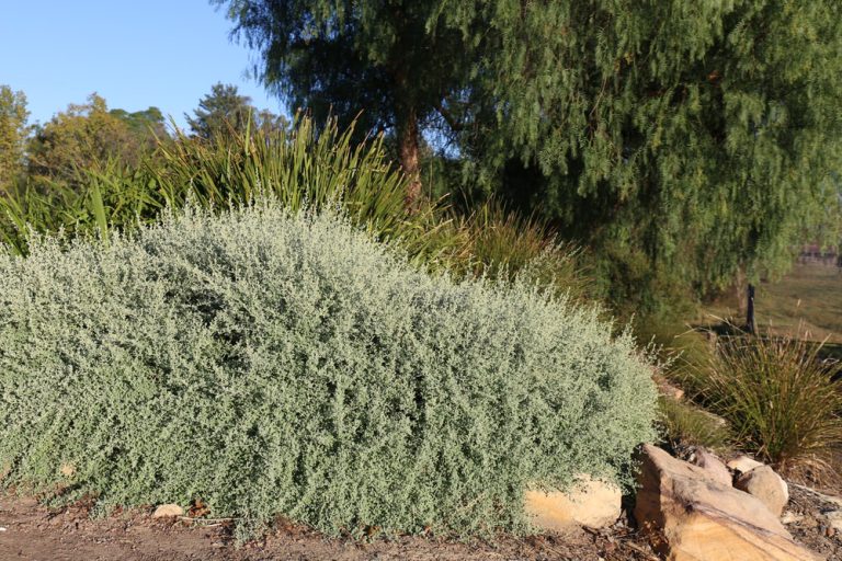 Salt Bush | Rhagodia Aussie Flat Bush TM ‘SAB01’ - Native Plant Project