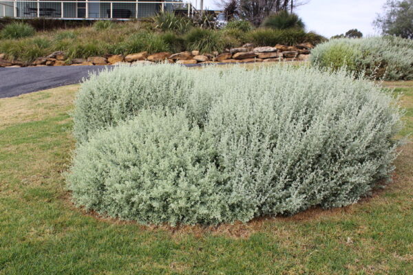Salt Bush | Rhagodia Aussie Flat Bush TM ‘SAB01’ - Native Plant Project