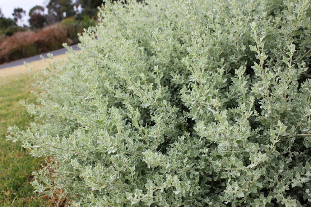 Salt Bush | Rhagodia Aussie Flat Bush TM ‘SAB01’ - Native Plant Project