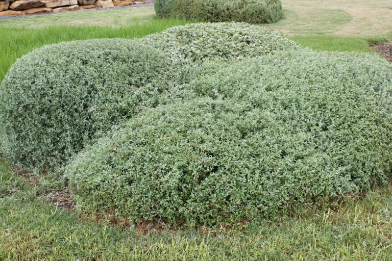 Salt Bush | Rhagodia Aussie Flat Bush TM ‘SAB01’ - Native Plant Project