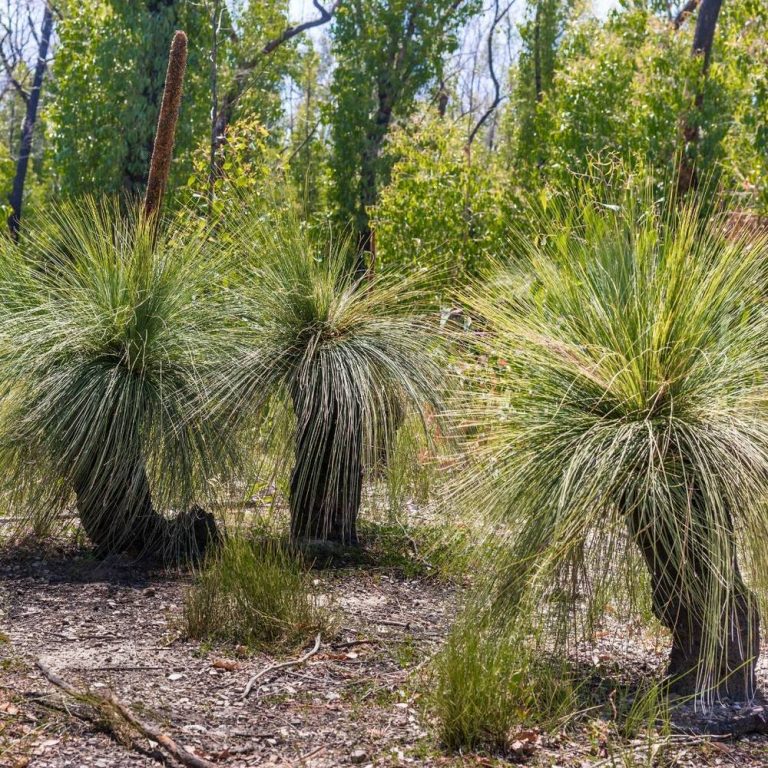Grass Tree | Xanthorrhoea preissii - Native Plant Project