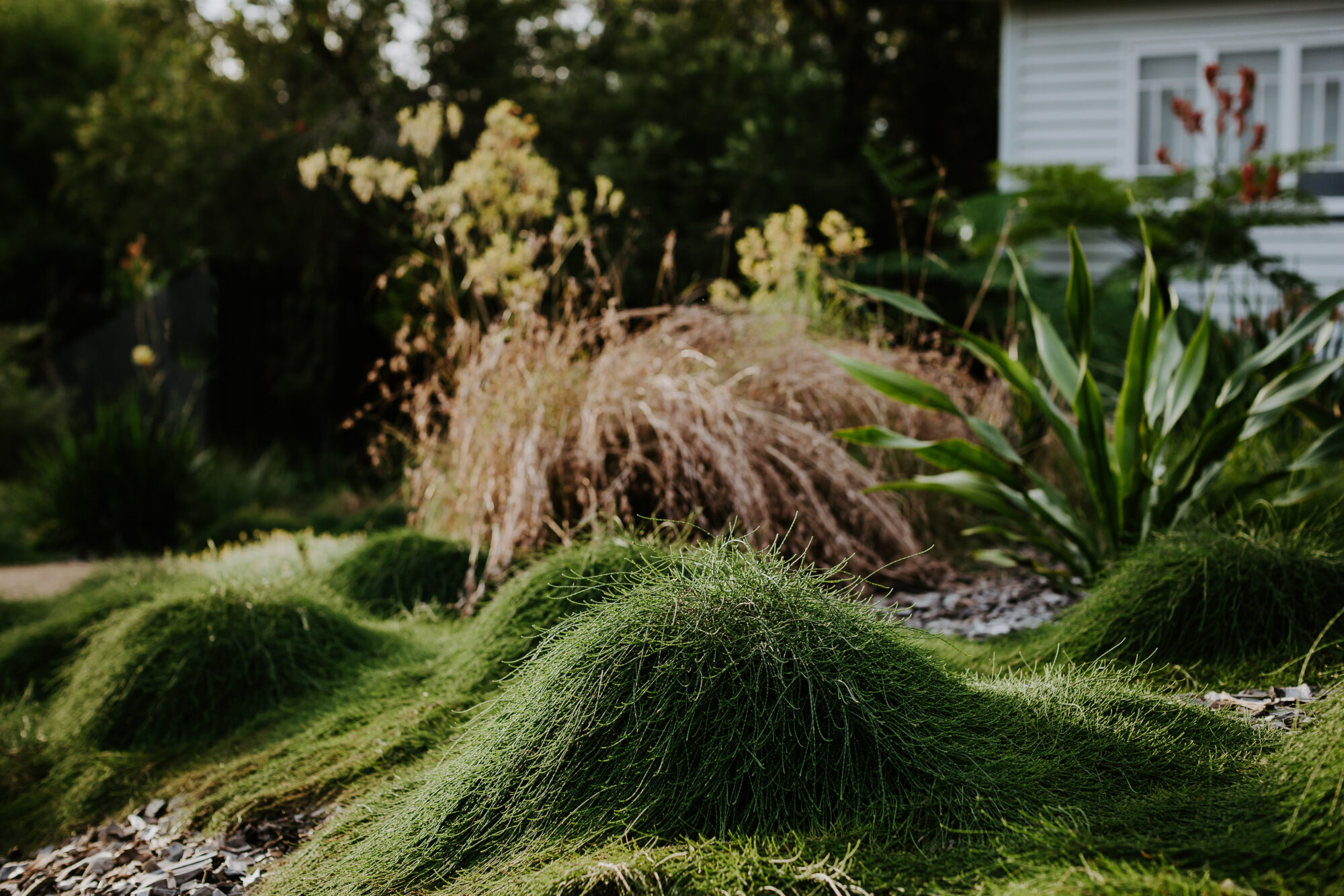 5 ways native plants in a box make successful Aussie gardens - Native ...