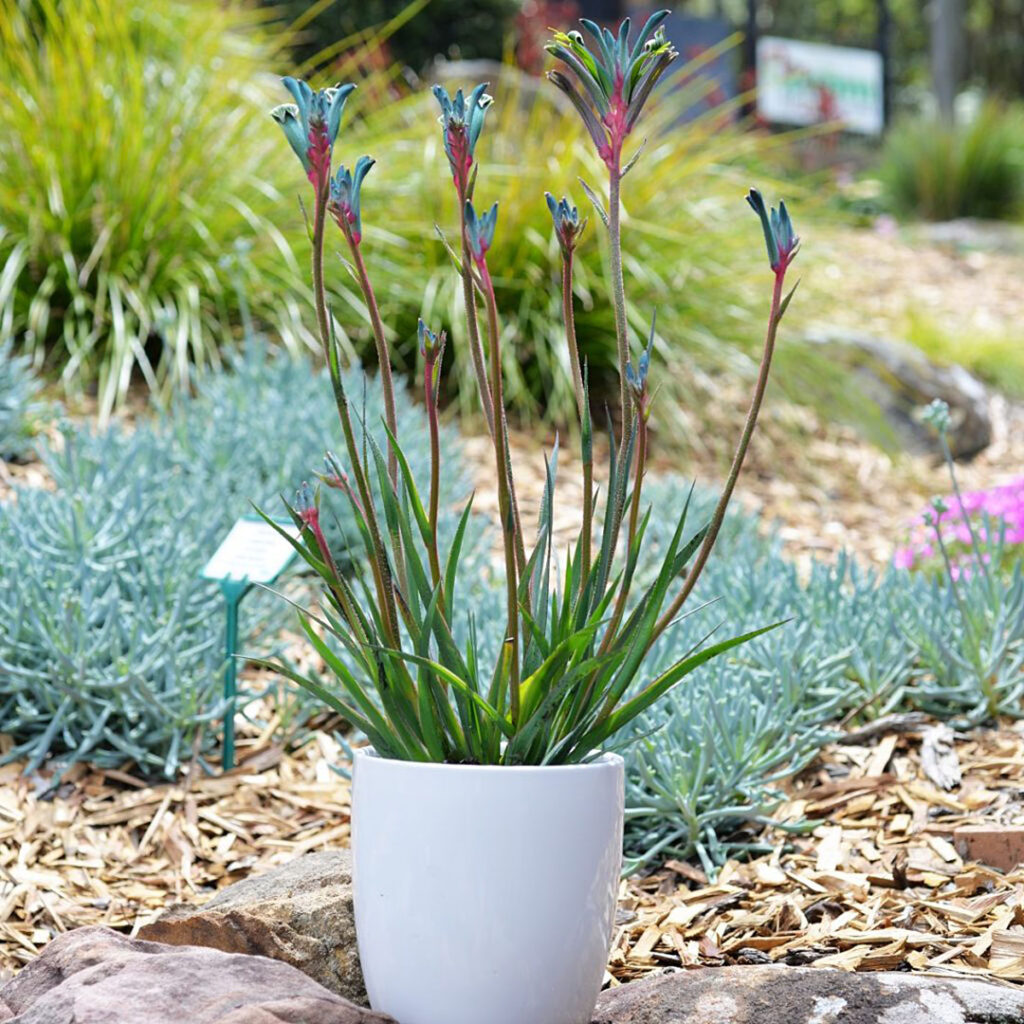 Kangaroo Paw | Anigozanthos Celebrations ‘Fireworks’ PBR - Native Plant ...