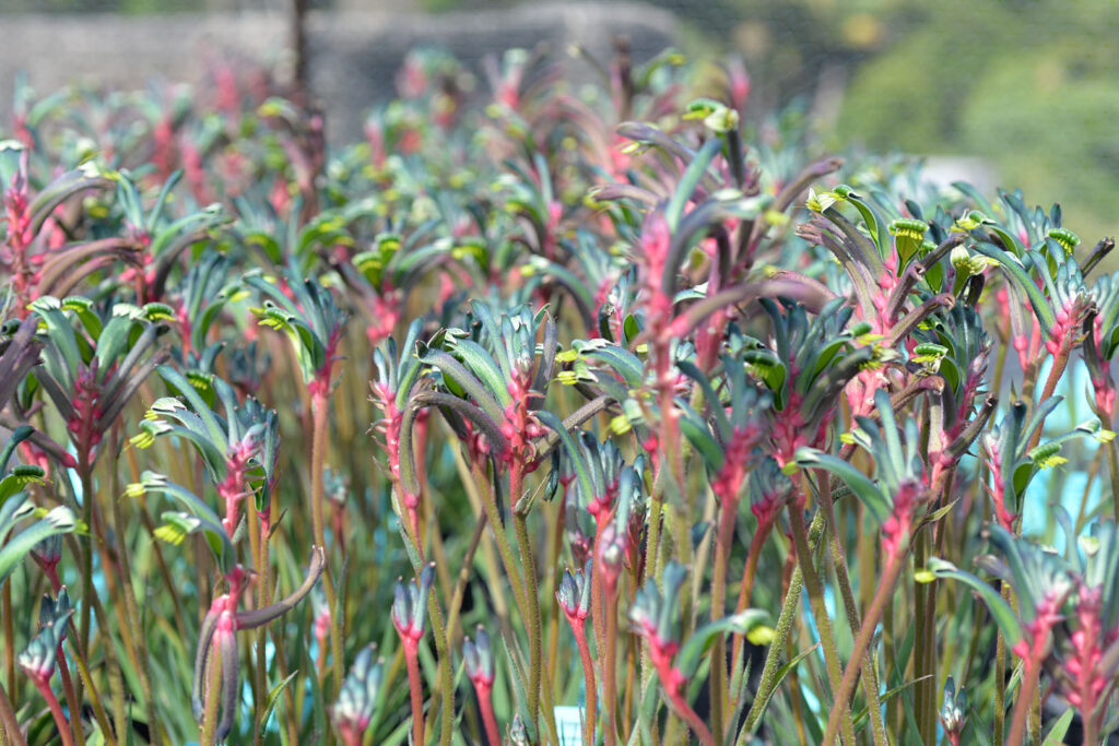 Kangaroo Paw | Anigozanthos Celebrations ‘Fireworks’ PBR - Native Plant ...