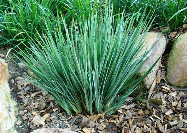 Native Flax | Dianella revoluta Little Rev ‘DR5000’ - Native Plant Project