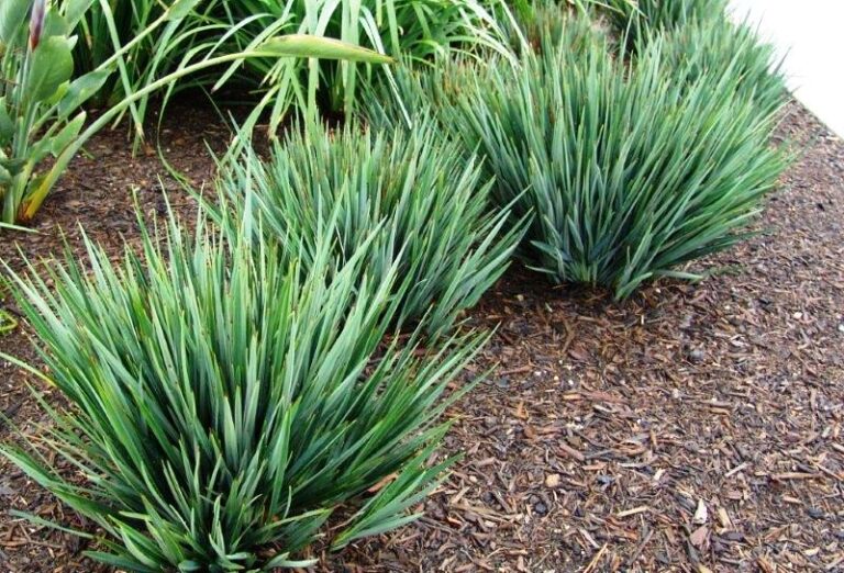 Native Flax | Dianella revoluta Little Rev ‘DR5000’ - Native Plant Project
