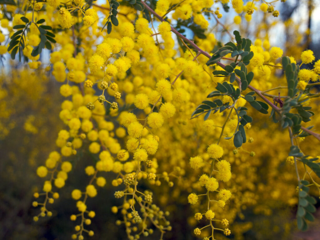 Mudgee Wattle | Acacia spectabilis - Native Plant Project