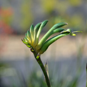 Start Your 4 Plant Box - Native Plant Project