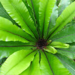 Australian Native Plants Online Nursery - Native Plant Project