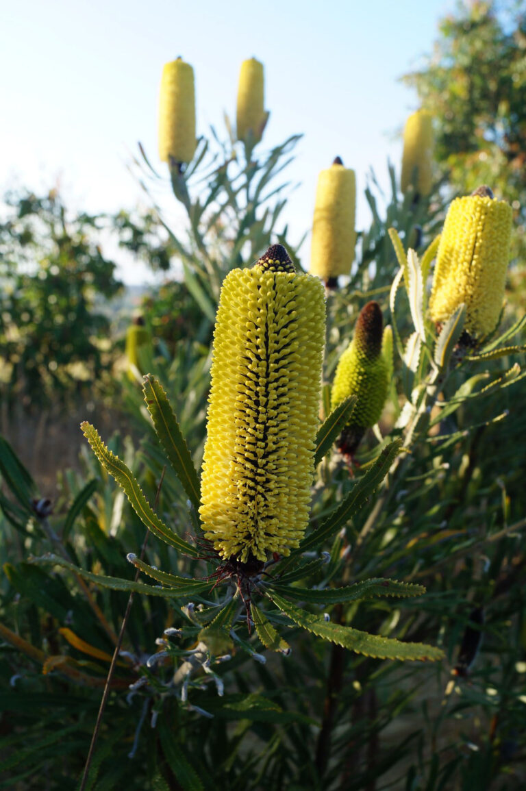 Banksia | Banksia attenuata ‘Dwarf’ - Native Plant Project