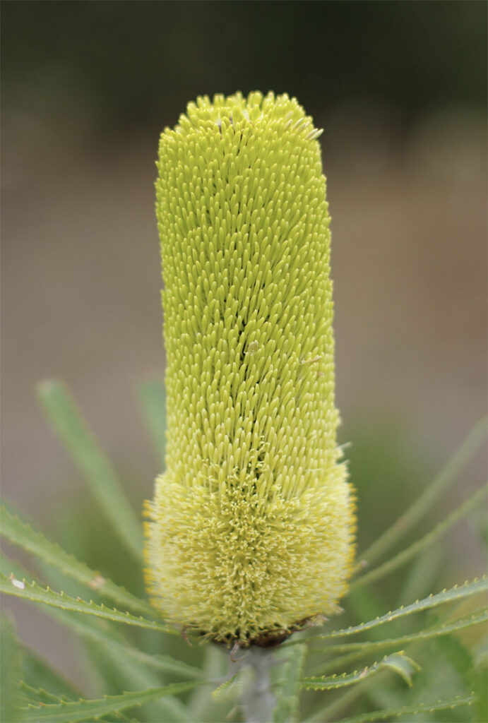 Banksia | Banksia attenuata ‘Dwarf’ - Native Plant Project