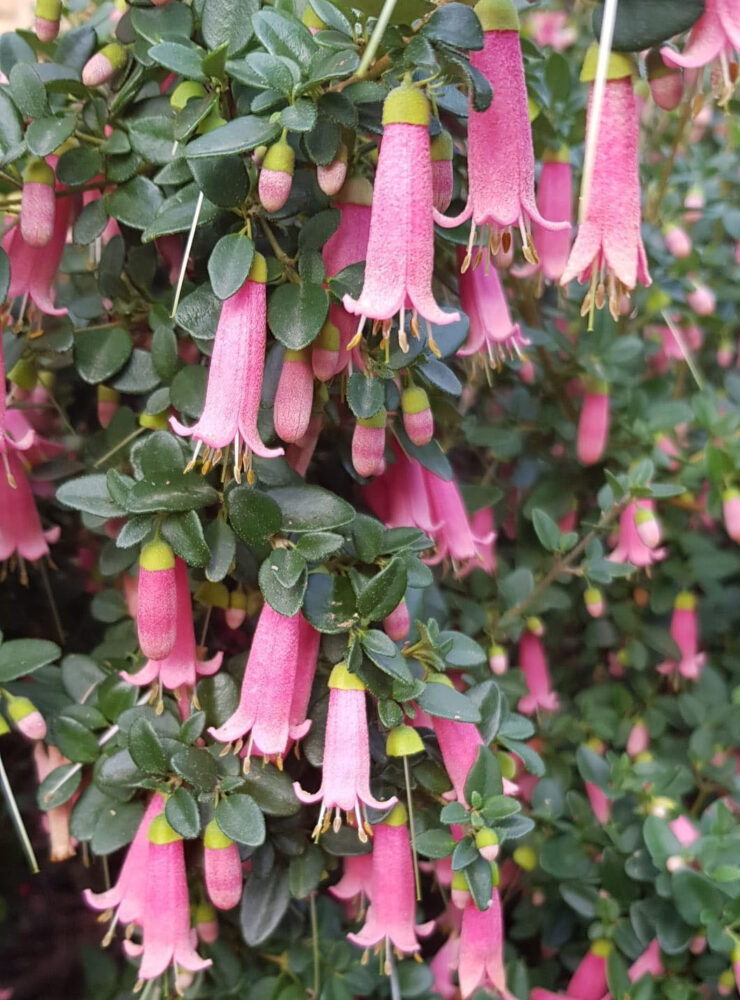 Spring into gardening action - Native Plant Project