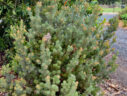 Woolly Bush | adenanthos cunninghamii ‘Lighthouse’ - Native Plant Project