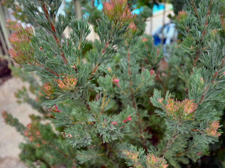 Woolly Bush | adenanthos cunninghamii ‘Lighthouse’ - Native Plant Project