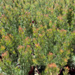 Woolly Bush | adenanthos cunninghamii ‘Lighthouse’ - Native Plant Project