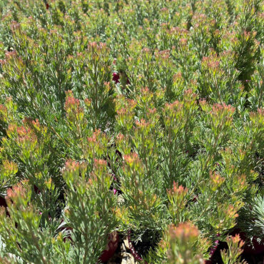 Woolly Bush | adenanthos cunninghamii ‘Lighthouse’ - Native Plant Project