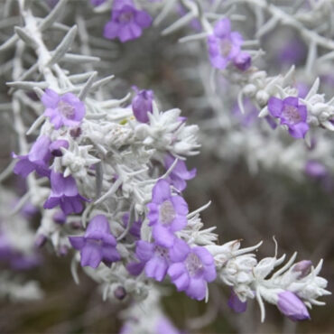 Start Your 4 Plant Box - Native Plant Project