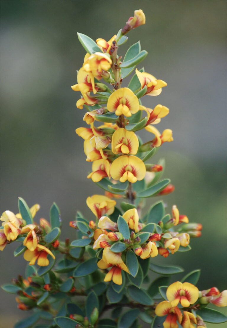 Egg and Bacon Plant | Eutaxia obovata nana - Native Plant Project