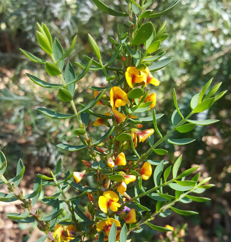 Egg and Bacon Plant | Eutaxia obovata nana - Native Plant Project