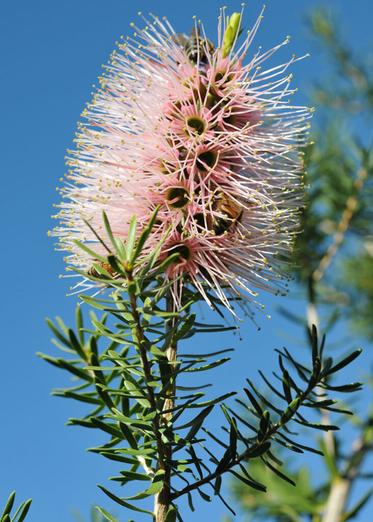 Kunzea | Kunzea baxteri pink - Native Plant Project