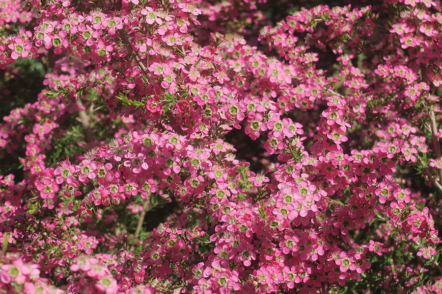 Tea Tree | Leptospermum ‘Tickled Pink’ - Native Plant Project