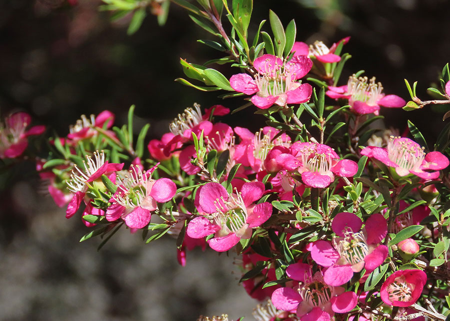 Tea Tree | Leptospermum ‘Tickled Pink’ - Native Plant Project